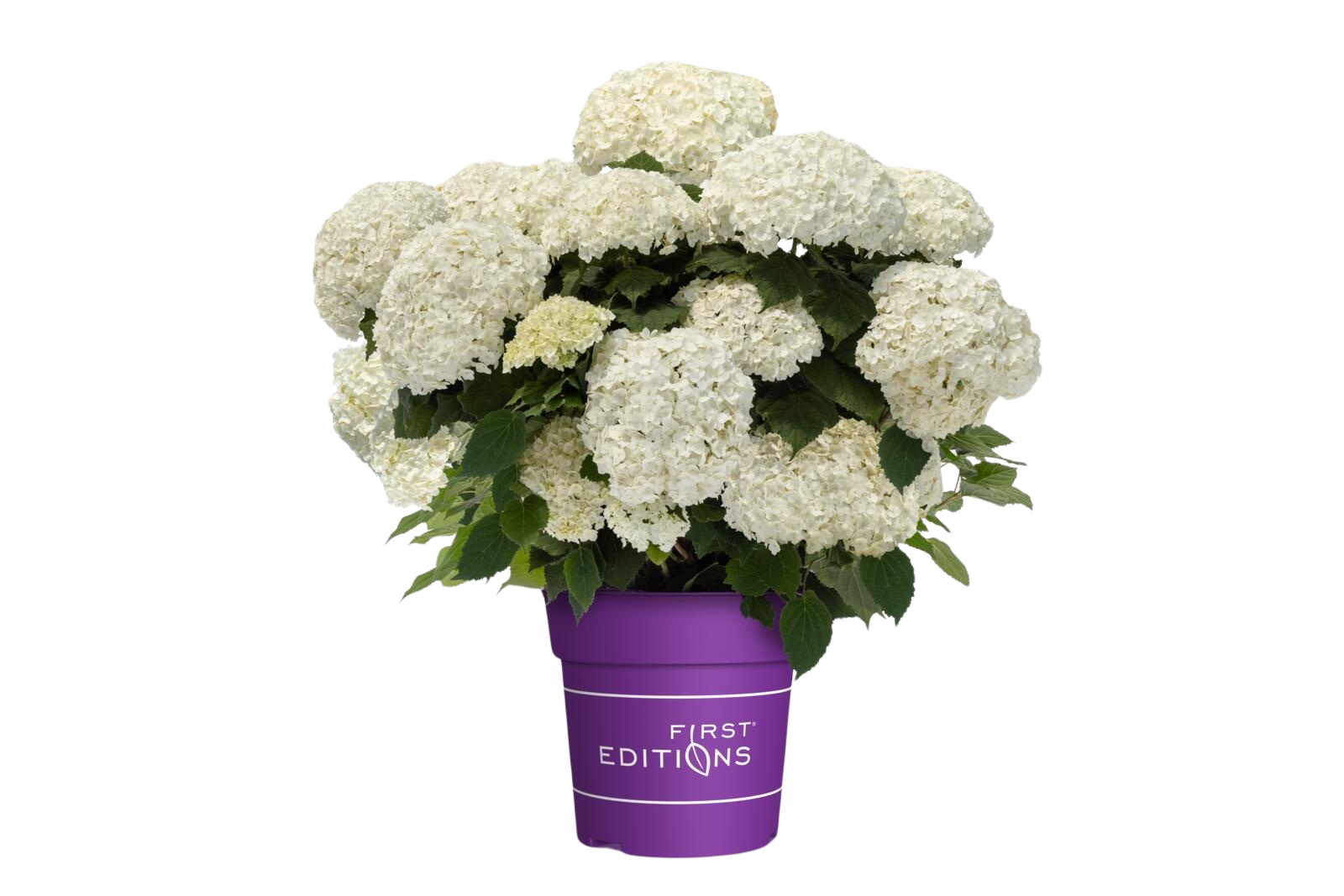 The complete range of garden plants | Twenthe Plant