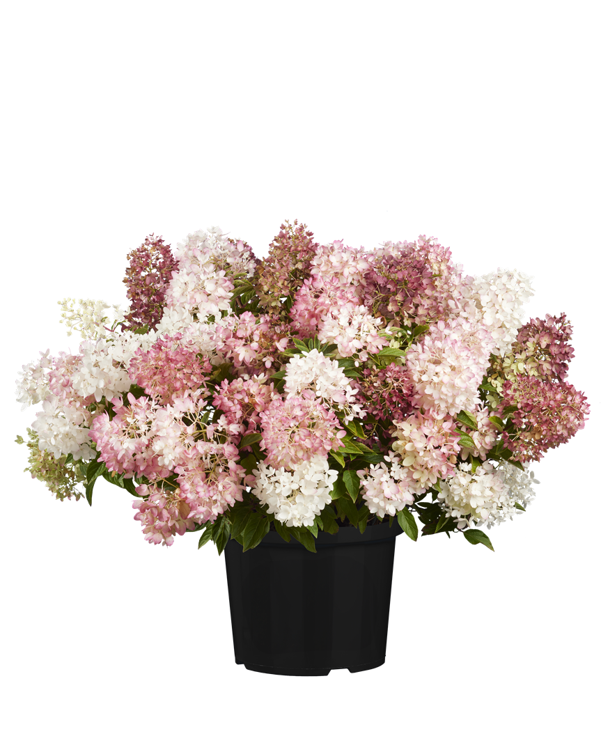 The complete range of garden plants | Twenthe Plant