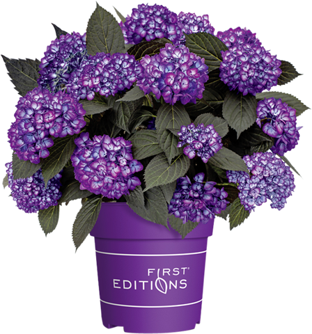 The complete range of garden plants | Twenthe Plant