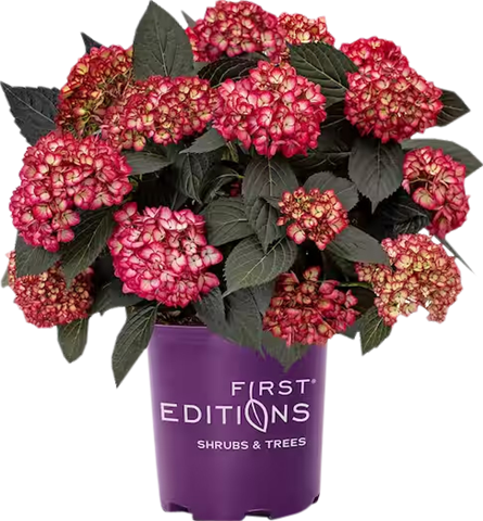 The complete range of garden plants | Twenthe Plant